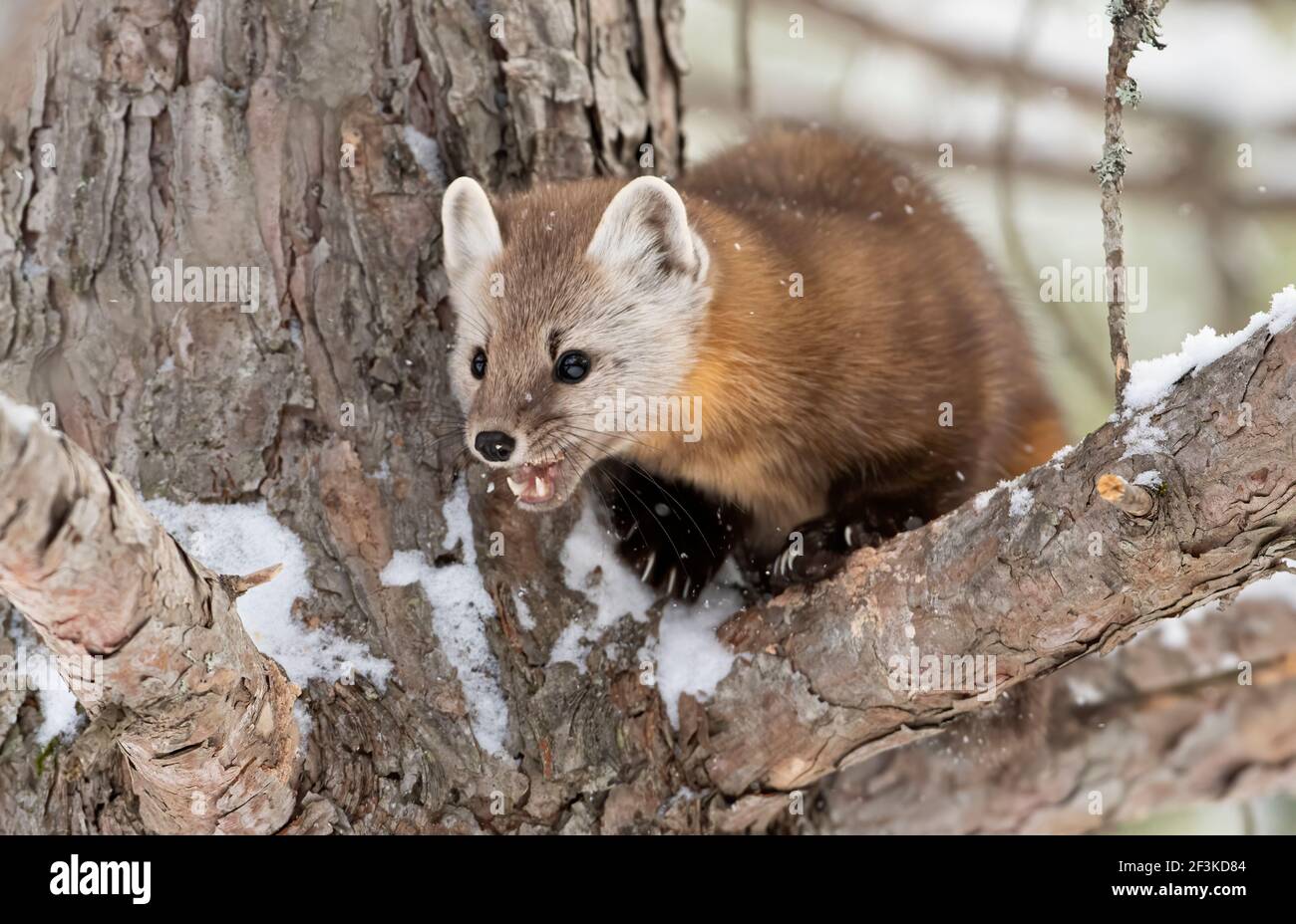 Pine marten on a tree branch in winter in Algonquin Park, Canada Stock ...