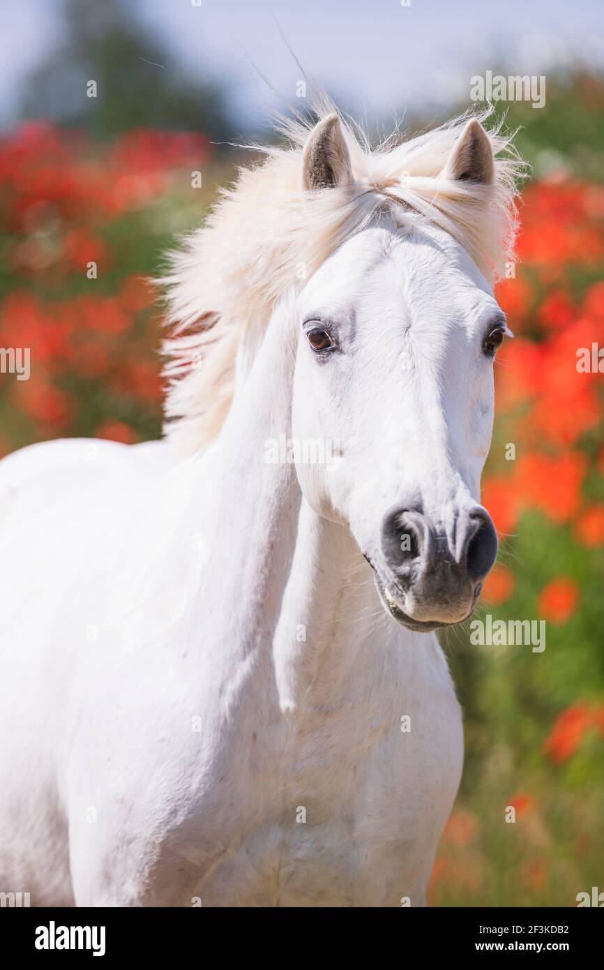 German Riding Pony. Portrait of adult gray horse standing in front of a ...