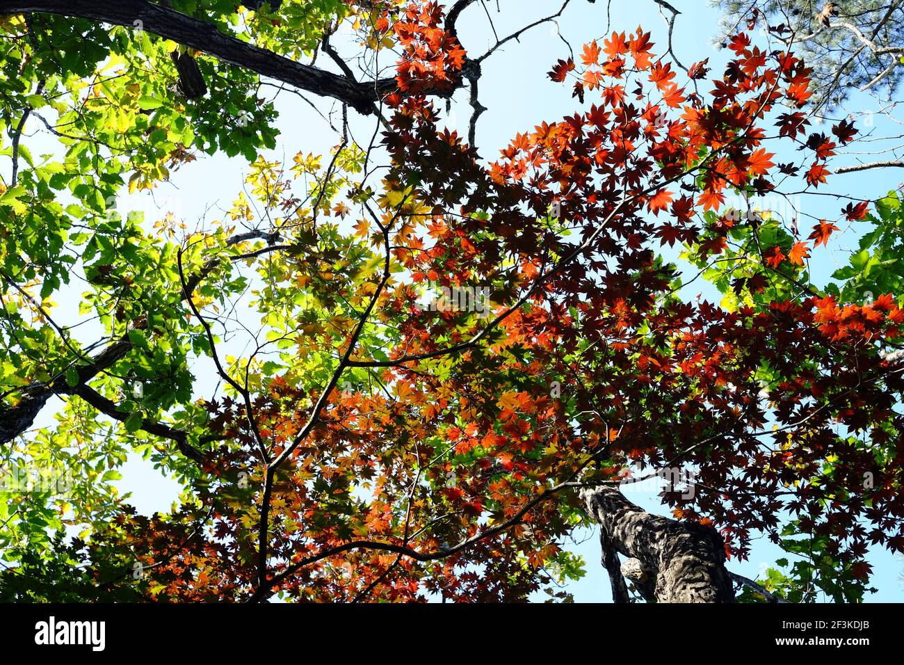 Bukhansan mountain autumn in hi-res stock photography and images - Alamy