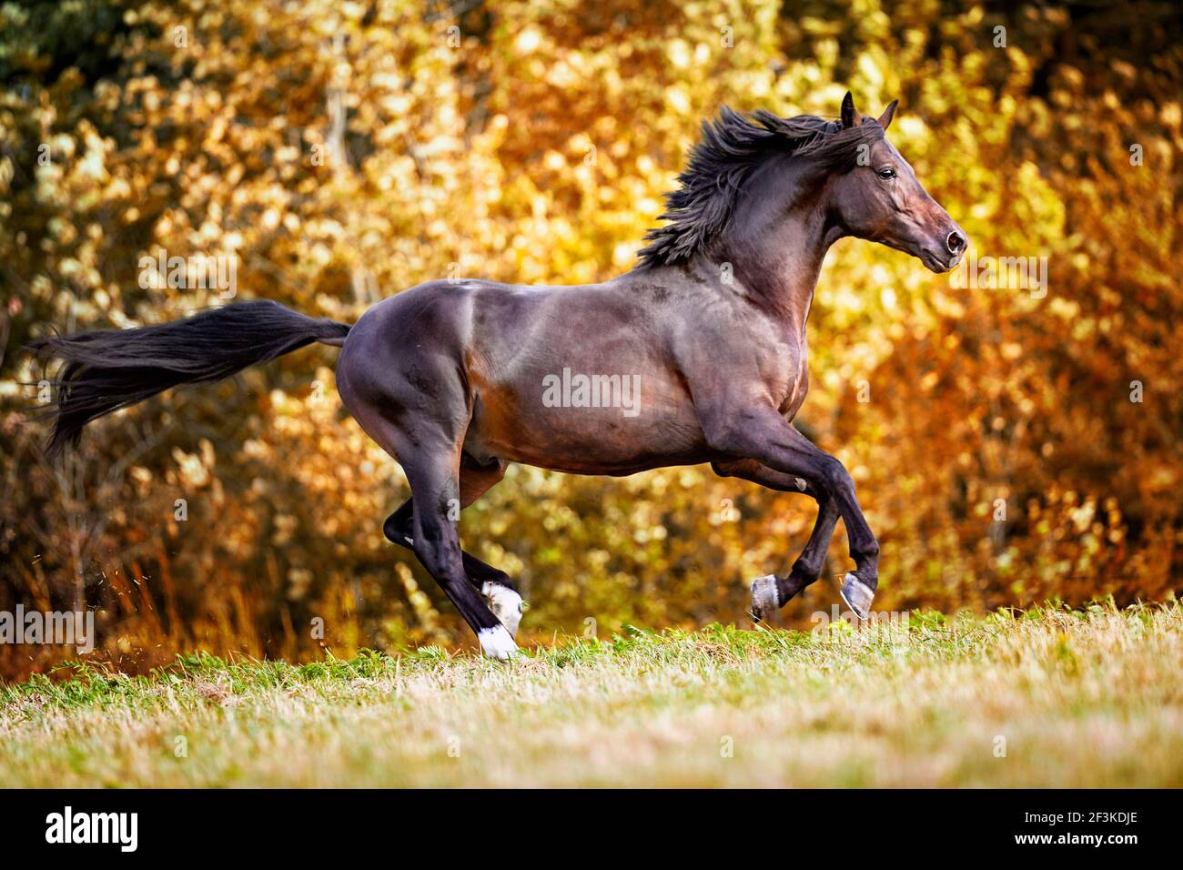 German Riding Pony. Chestnut stallion galloping on a pasture. Germany ...