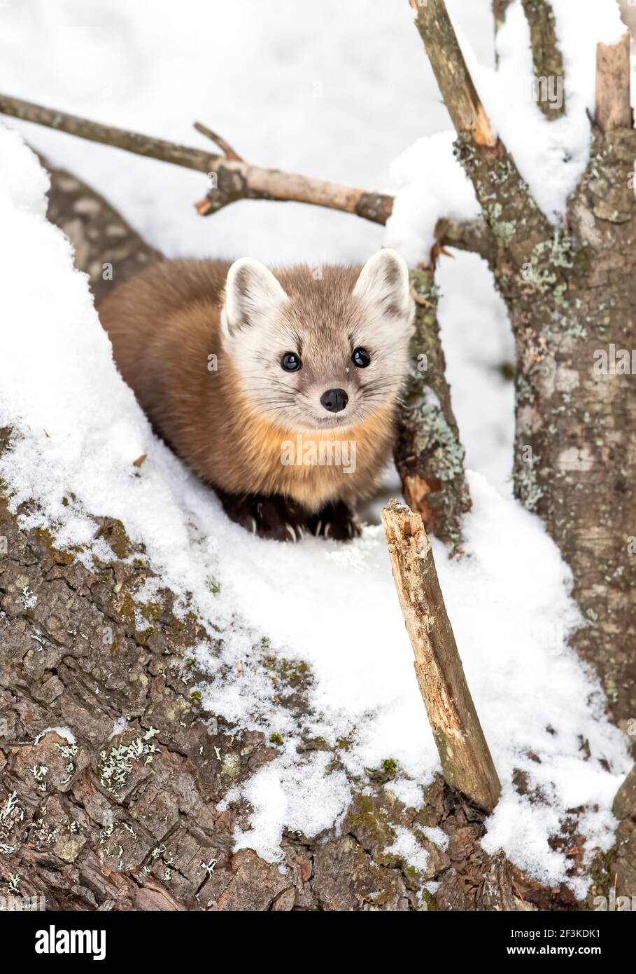 Pine marten on a tree branch in winter in Algonquin Park, Canada Stock ...
