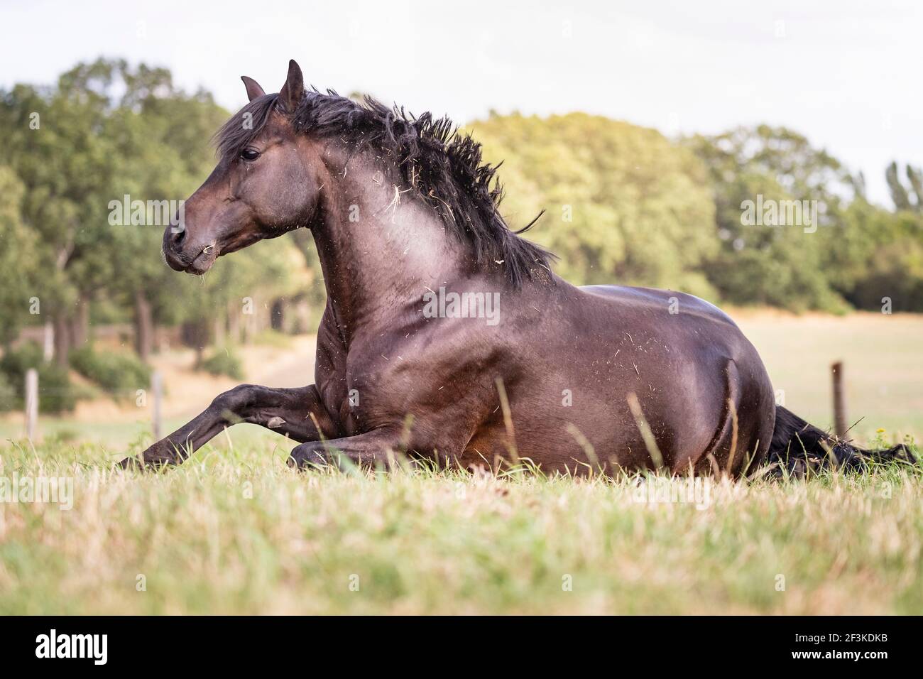 German Riding Pony. Chestnut stallion standing up after wallowing on a ...
