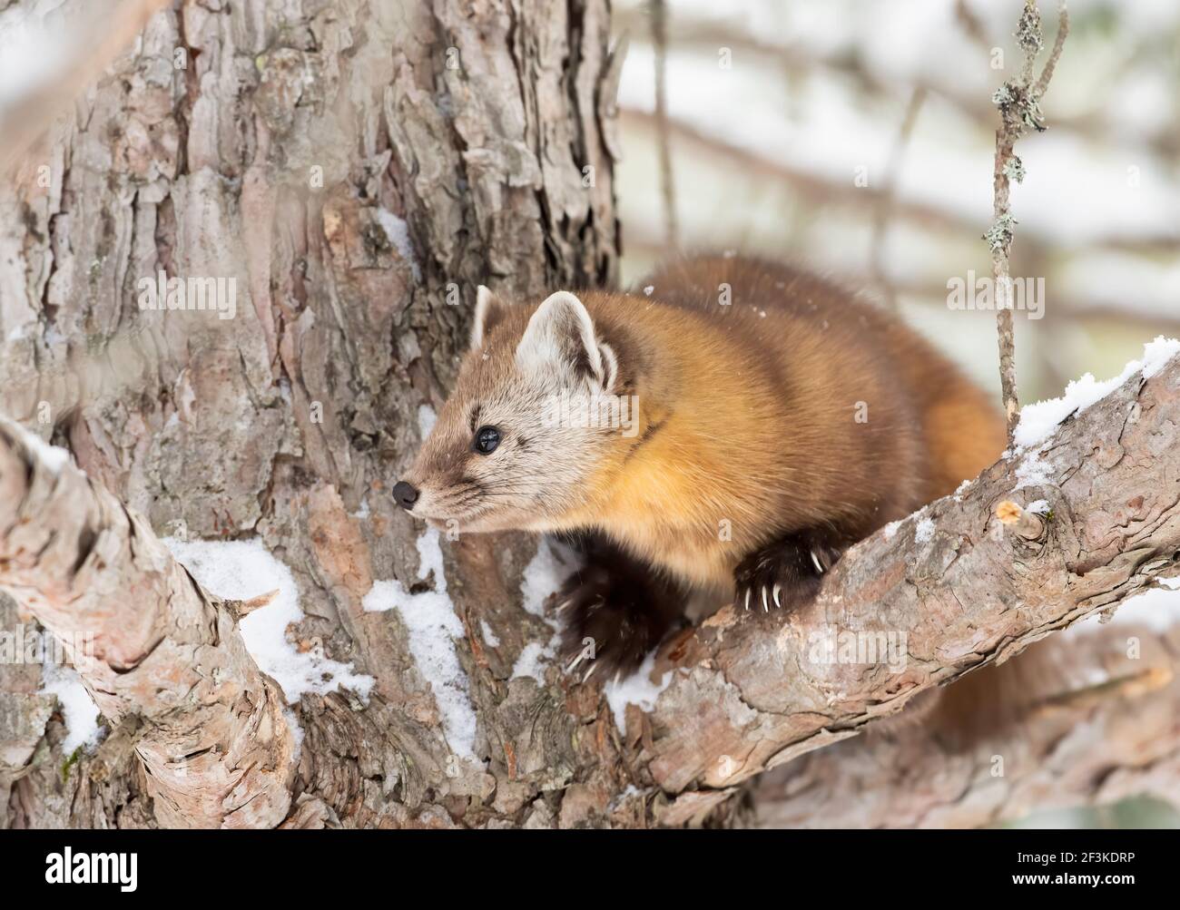 Pine marten on a tree branch in winter in Algonquin Park, Canada Stock ...
