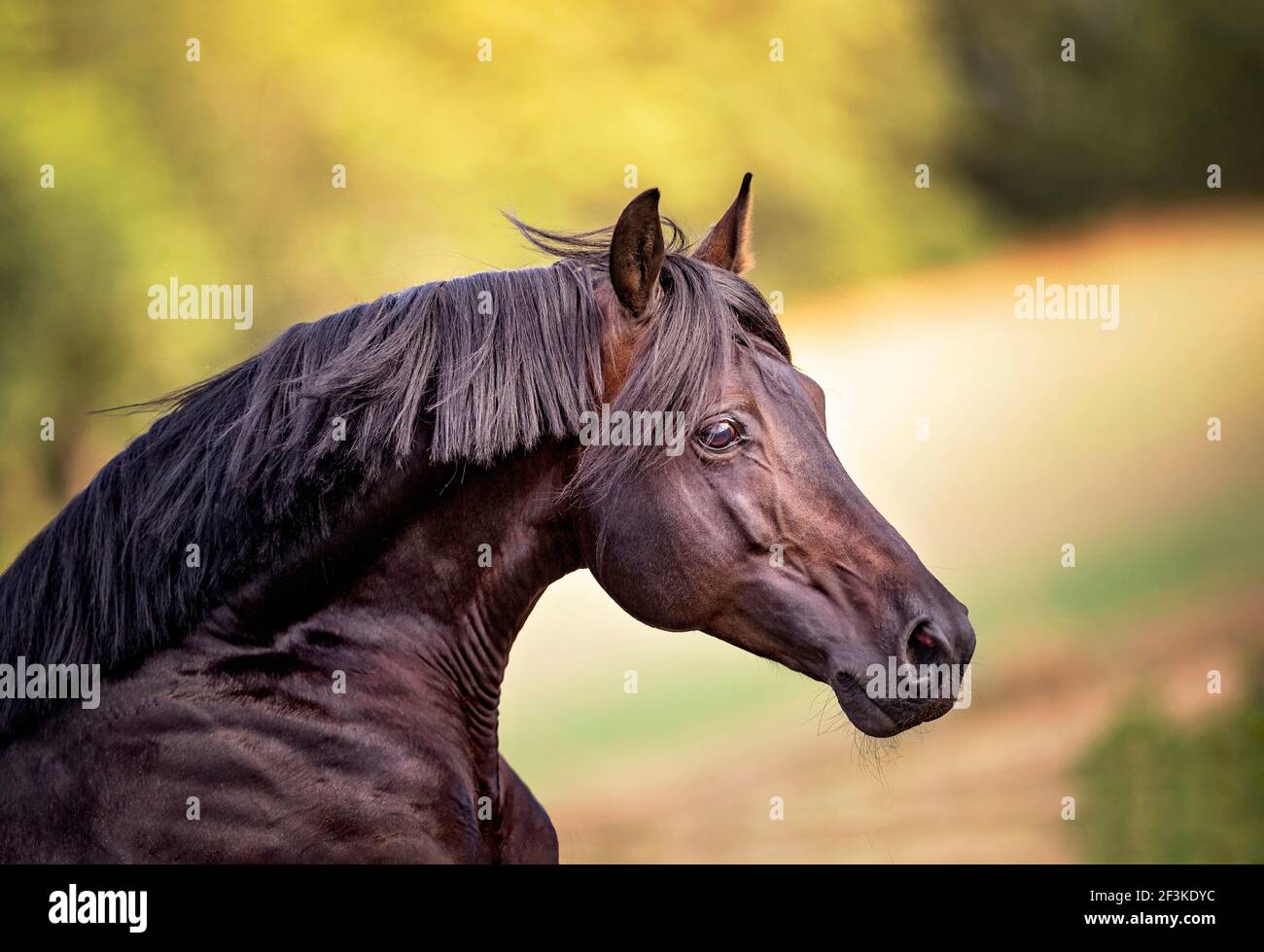 German Riding Pony. Portrait of chestnut stallion. Germany Stock Photo ...