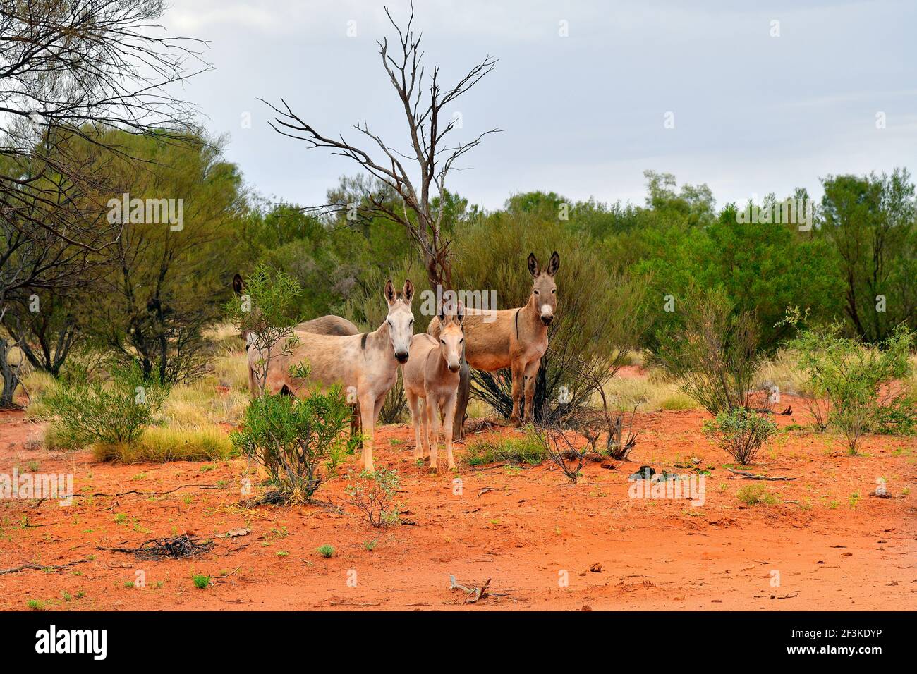 Australia, NT, donkeys in outback of Northern Territory Stock Photo - Alamy
