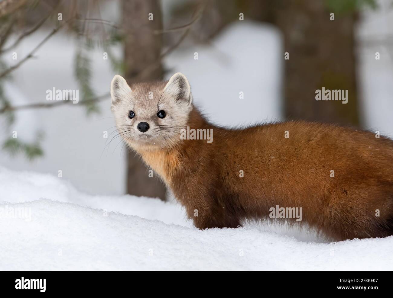 Pine marten in the snow in Algonquin Park, Canada Stock Photo - Alamy