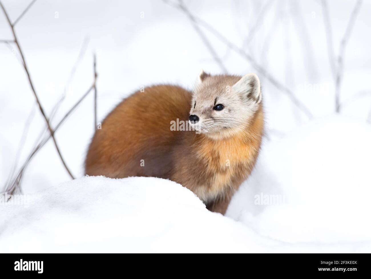 American marten snow canada hi-res stock photography and images - Alamy