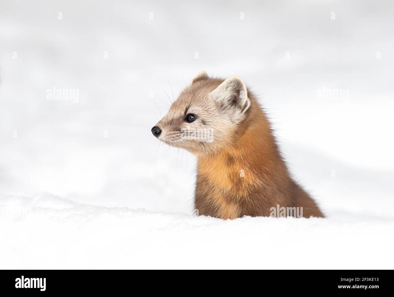American marten snow canada hi-res stock photography and images - Alamy