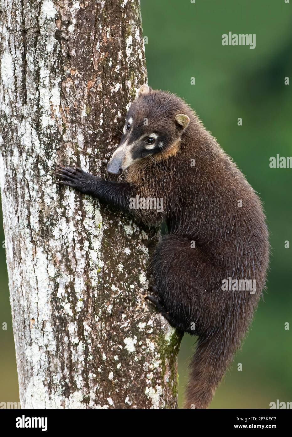 White-nosed Coati (coatimundi) standing in a tree, Boca Tapada, Laguna ...