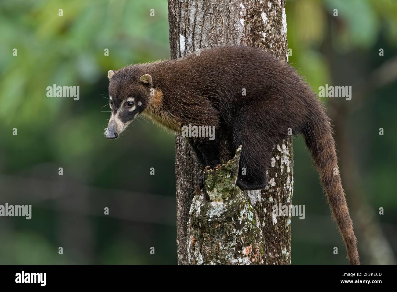 White-nosed Coati (coatimundi) standing in a tree, Boca Tapada, Laguna ...
