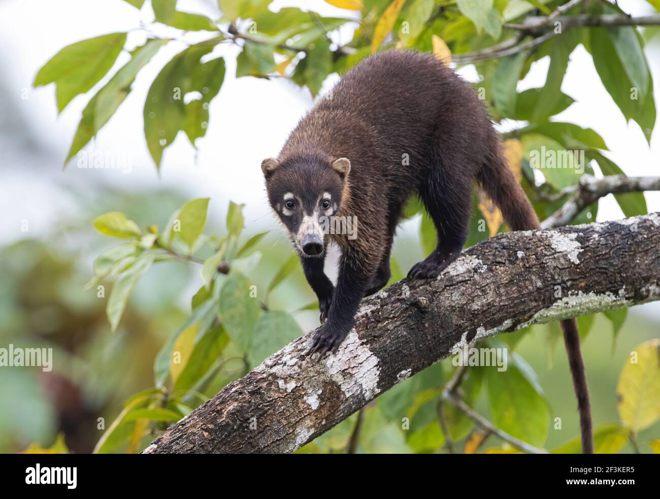 White-nosed Coati (coatimundi) standing in a tree, Boca Tapada, Laguna ...