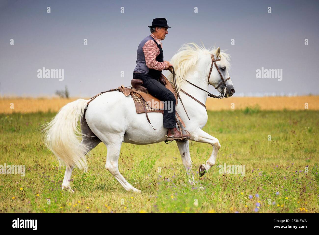 Camargue Horse. Rider in traditional costume on gray stallion galloping ...