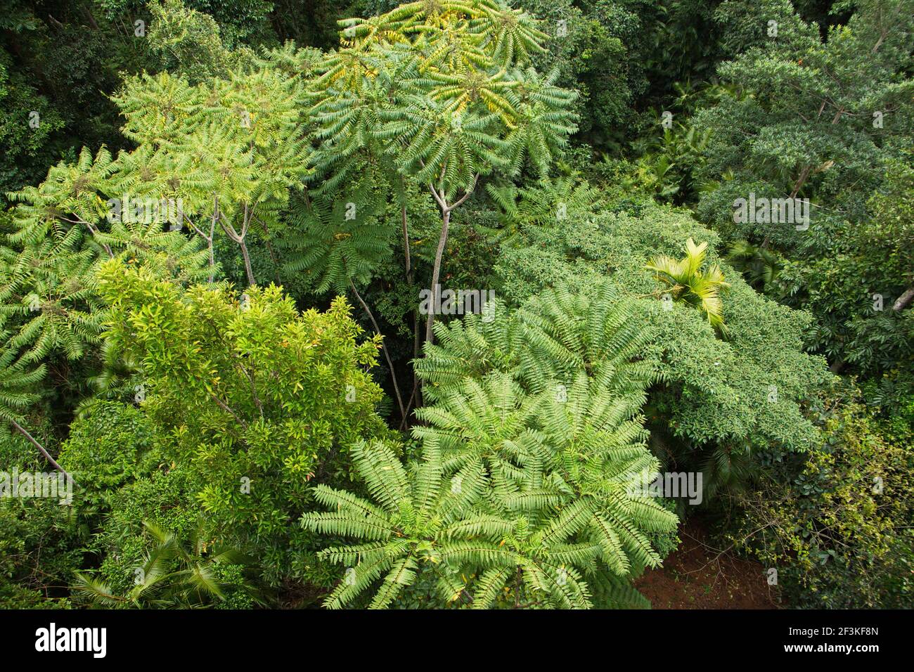 Mamu australia hi-res stock photography and images - Alamy