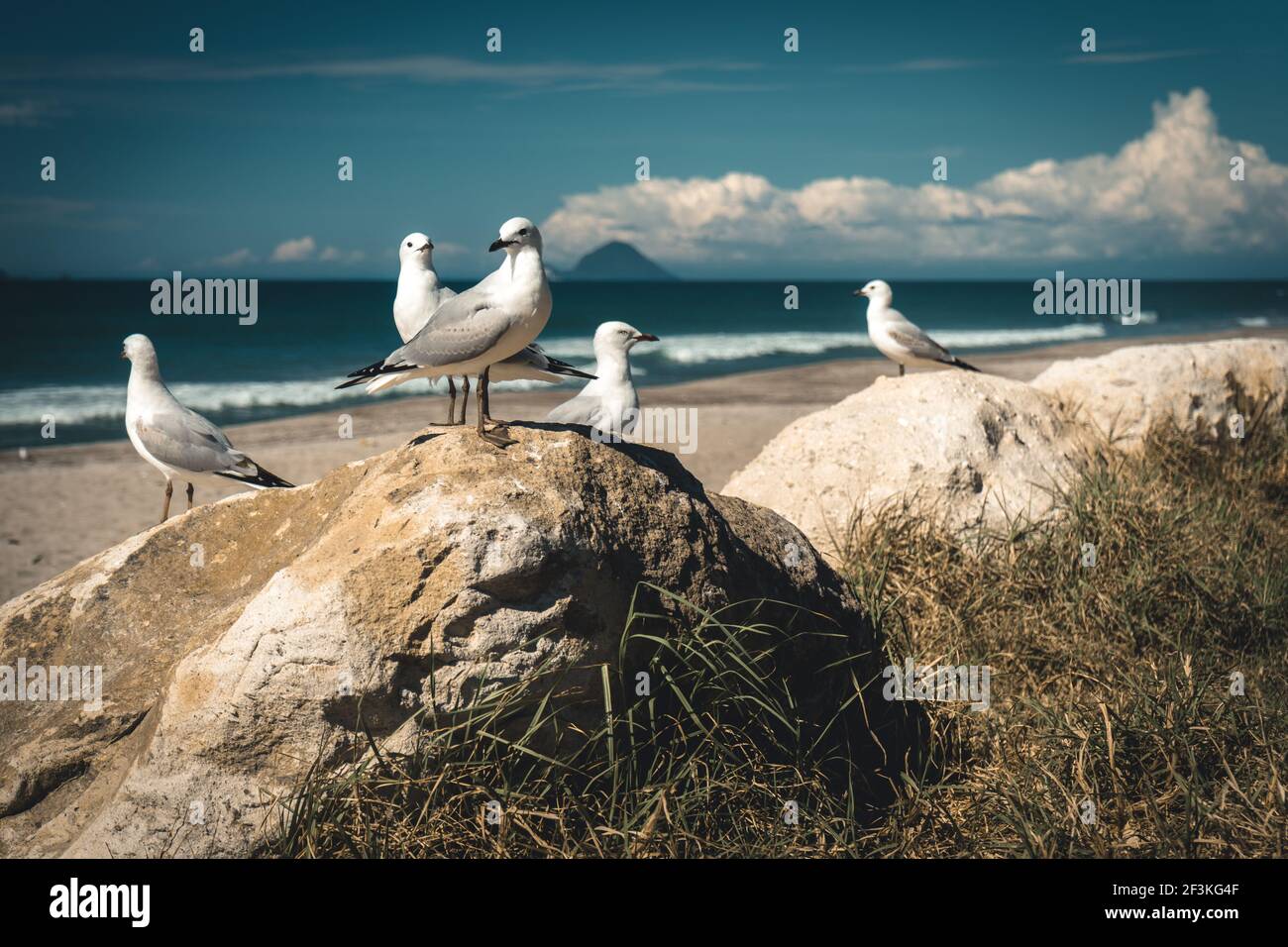 Some cheeky sea gulls on a beach in New Zealand Stock Photo - Alamy