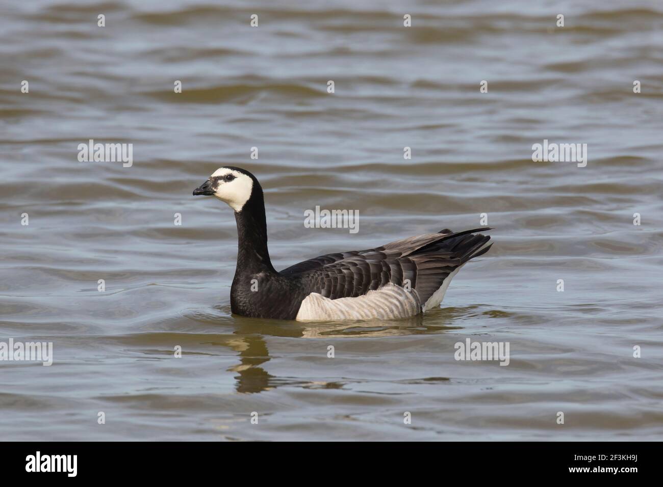Barnacle goose swimming hi-res stock photography and images - Alamy