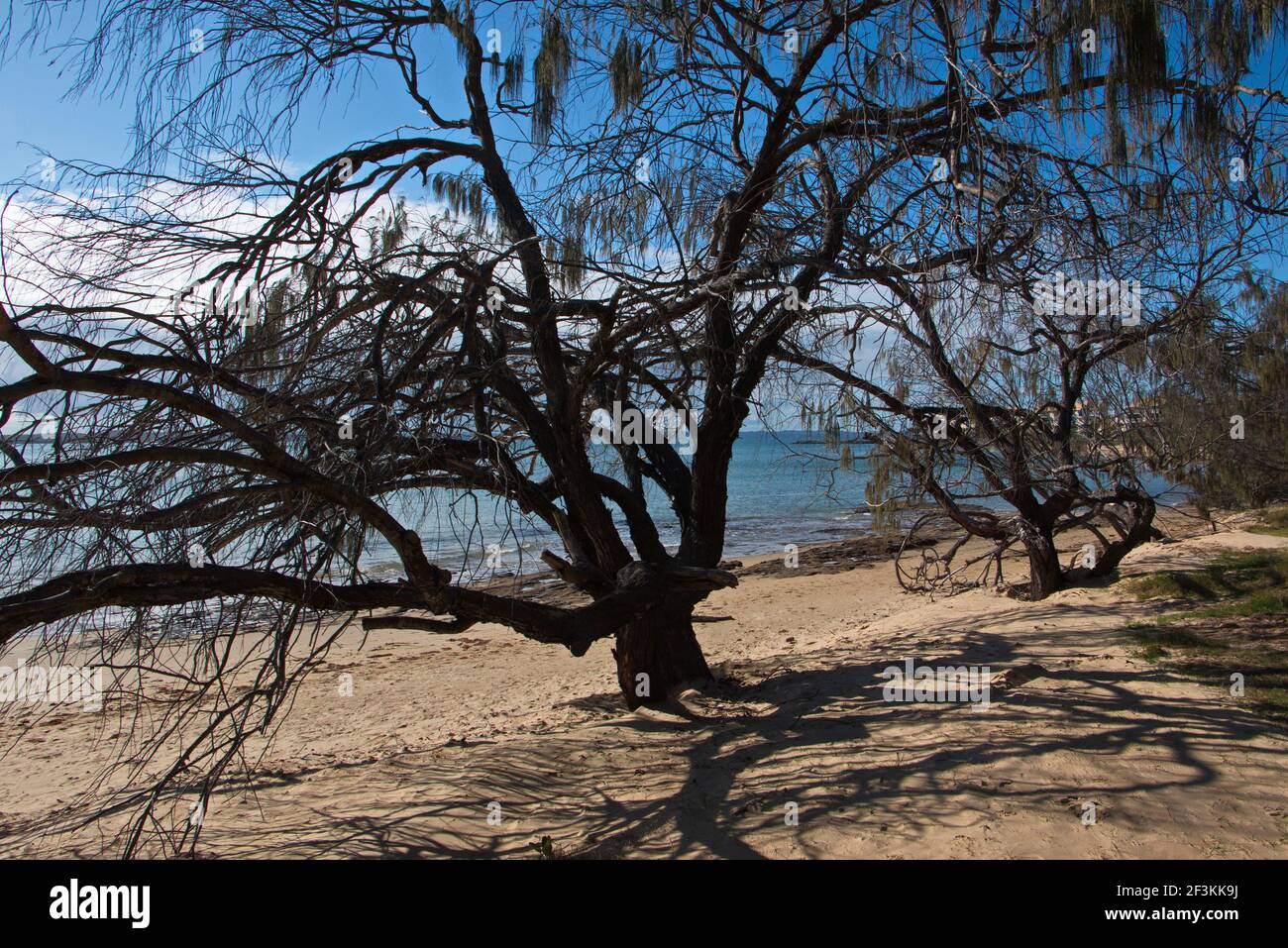 Trees on the beach in Hervey Bay, Queensland, Australia Stock Photo - Alamy