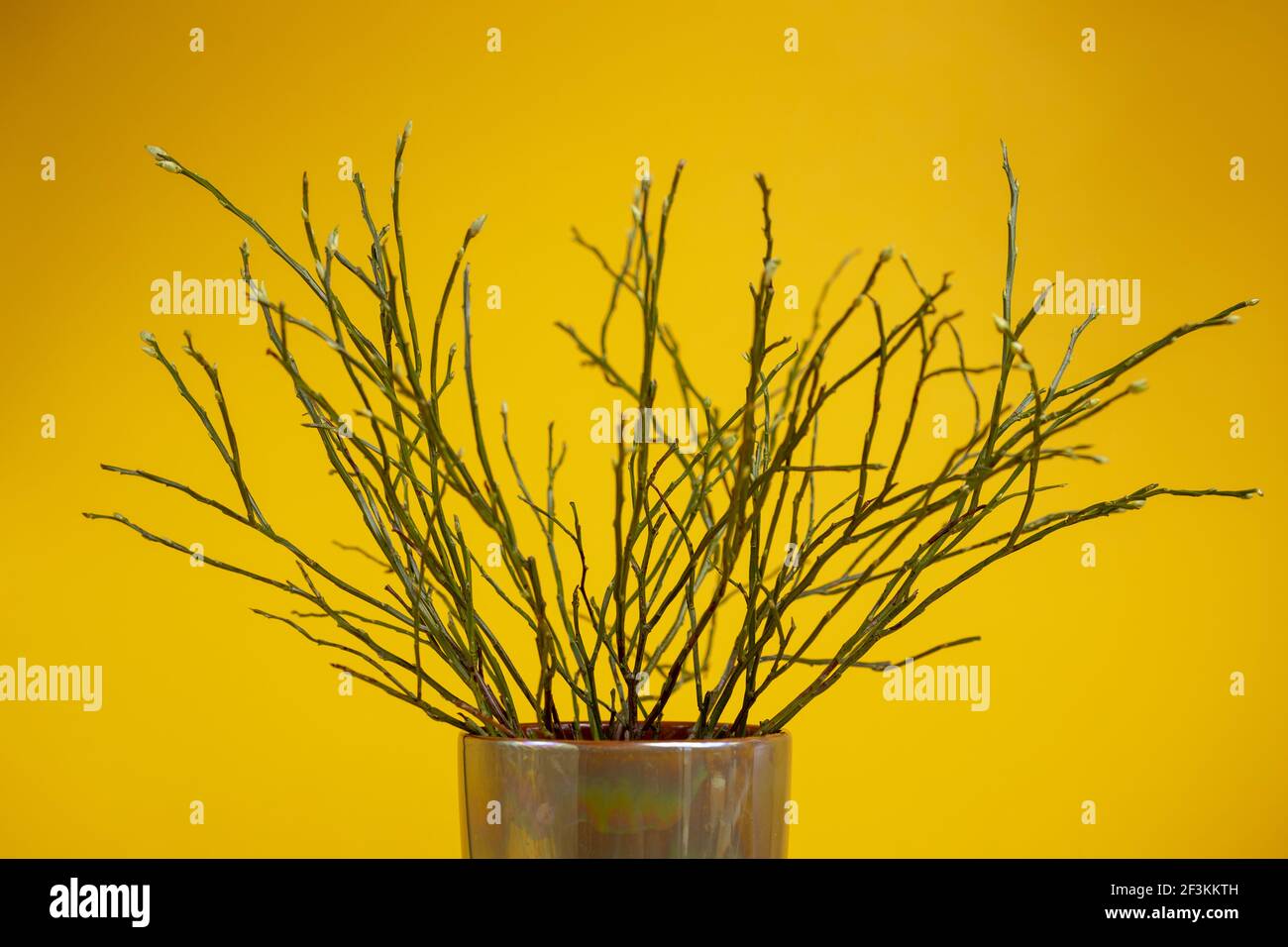 Branches sticking out of a modern reflective vase like twigs contrasted ...