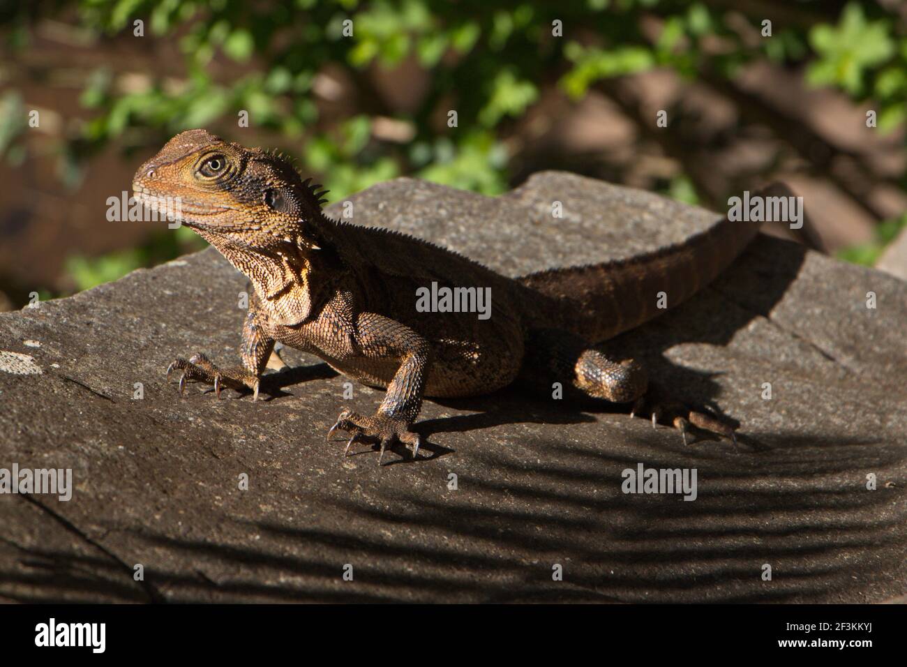 Conondale hi-res stock photography and images - Alamy