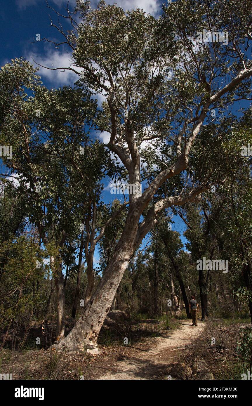 Girraween hi-res stock photography and images - Alamy