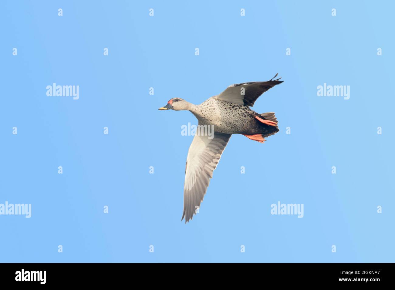 Spot-Billed Duck - In flight Anas poecilorhyncha Keoladeo Ghana ...