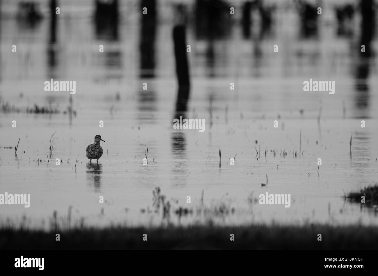 Tides edge Black and White Stock Photos & Images - Alamy