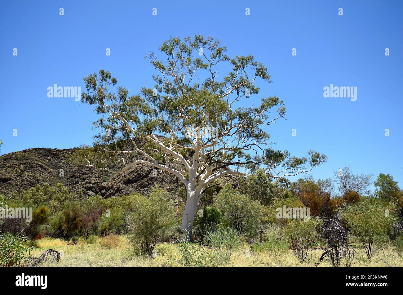 Eucalyptus Ghost Gum | eucalyptus vs ghost gum · What’s the difference ...