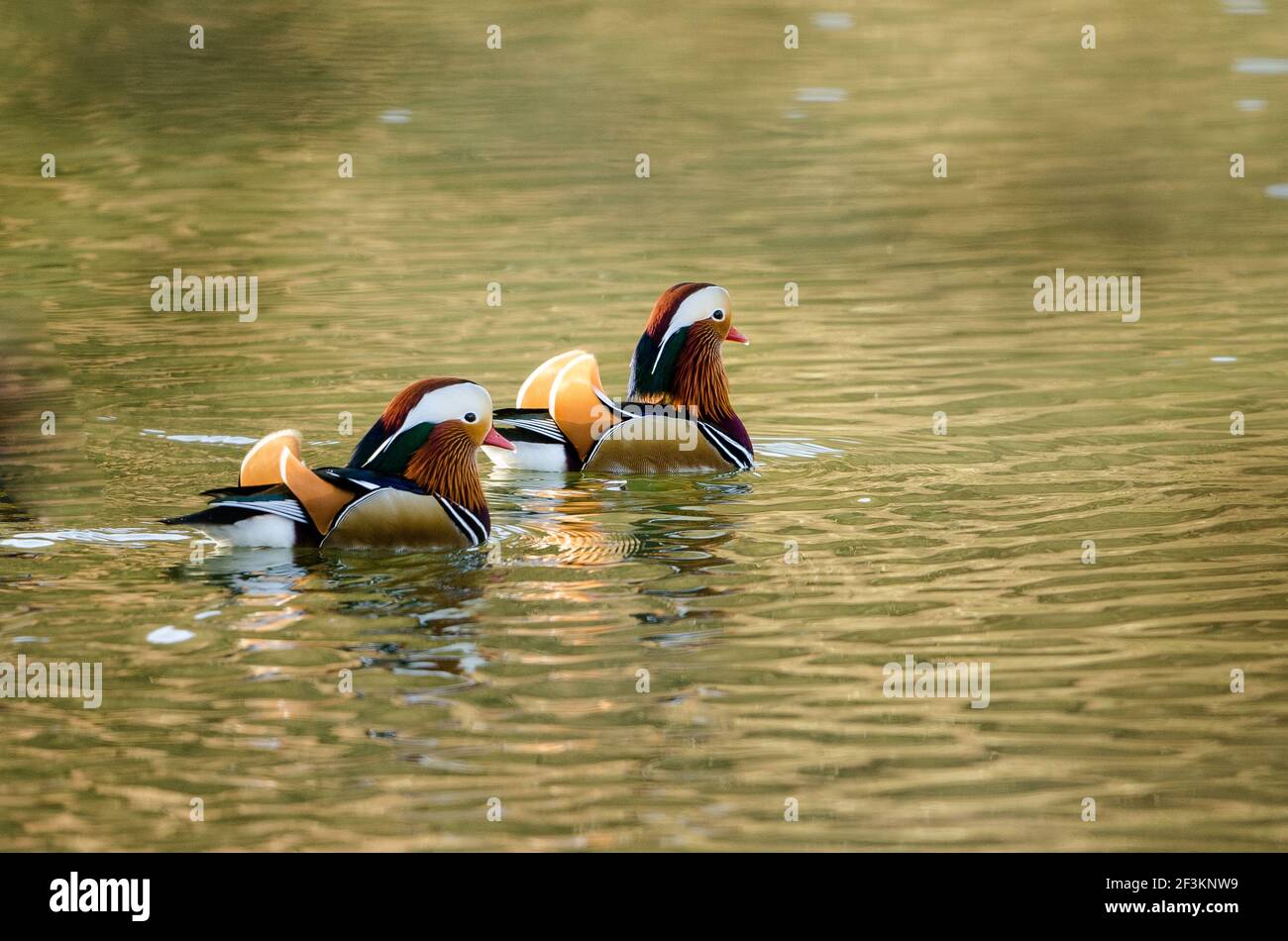 Mandarin ducks swimming hi-res stock photography and images - Alamy