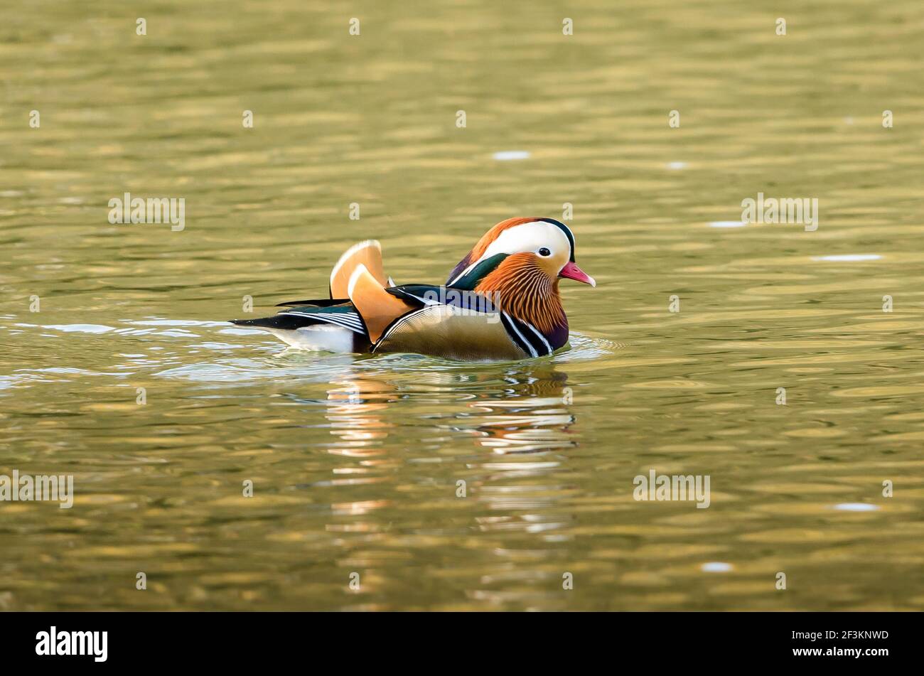 Mandarin Duck on water Stock Photo - Alamy