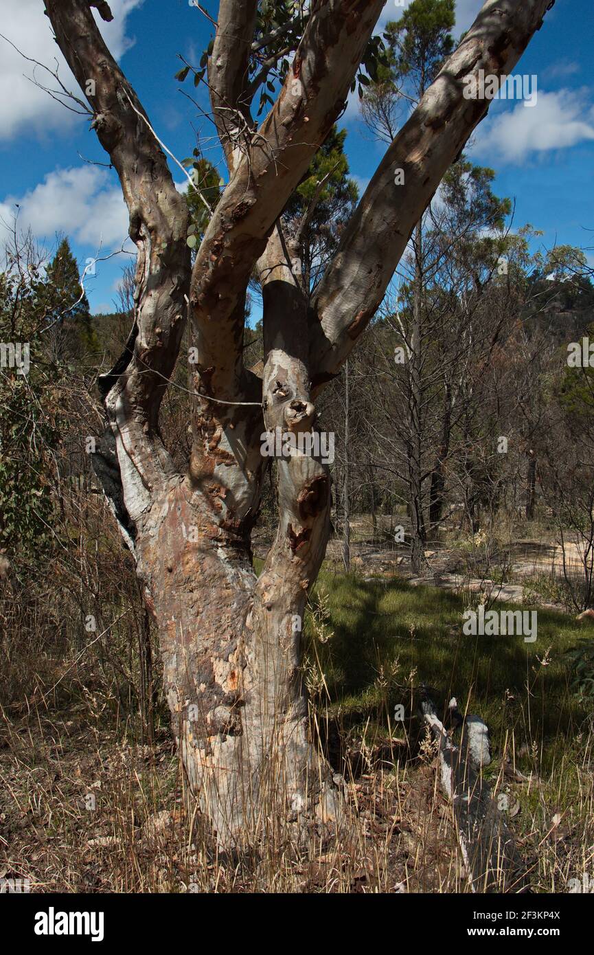 Girraween hi-res stock photography and images - Alamy