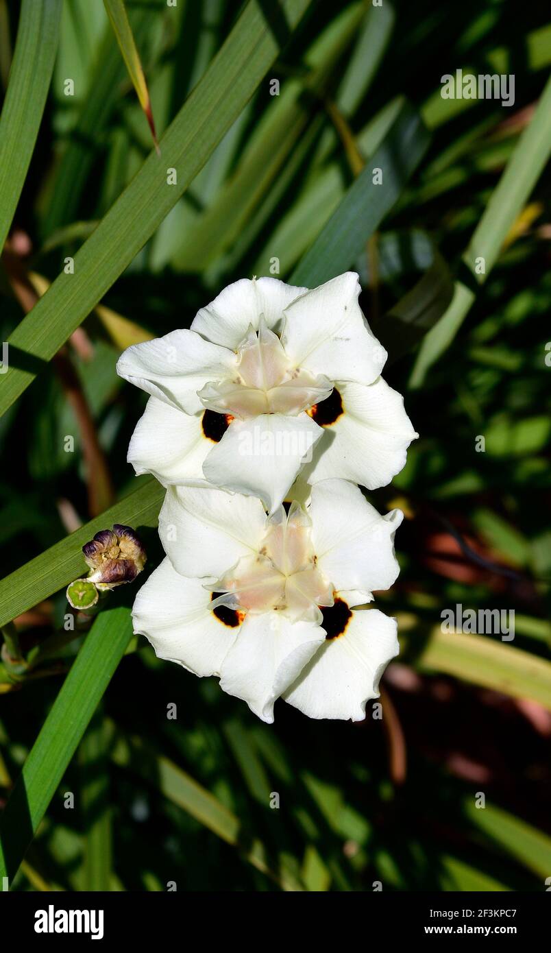 Australia, fortnight lily flower Stock Photo - Alamy