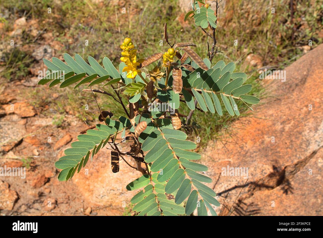 Australia, wildflower in Northern Territory outback - cassia bush Stock ...