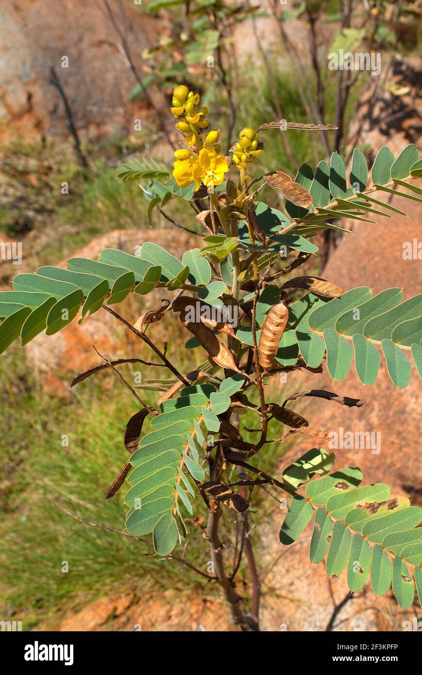 Australia, wildflower in Northern Territory outback - cassia bush Stock ...