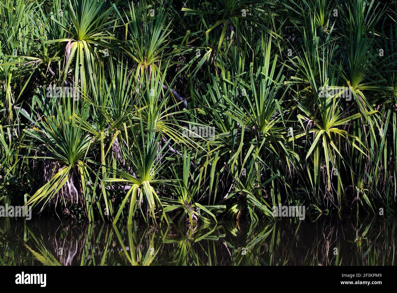Australia, Pandanus aka Screw Palms in Yellow Water in Kakadu National ...