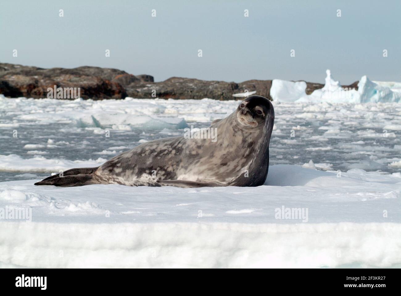 Weddel seal hi-res stock photography and images - Alamy