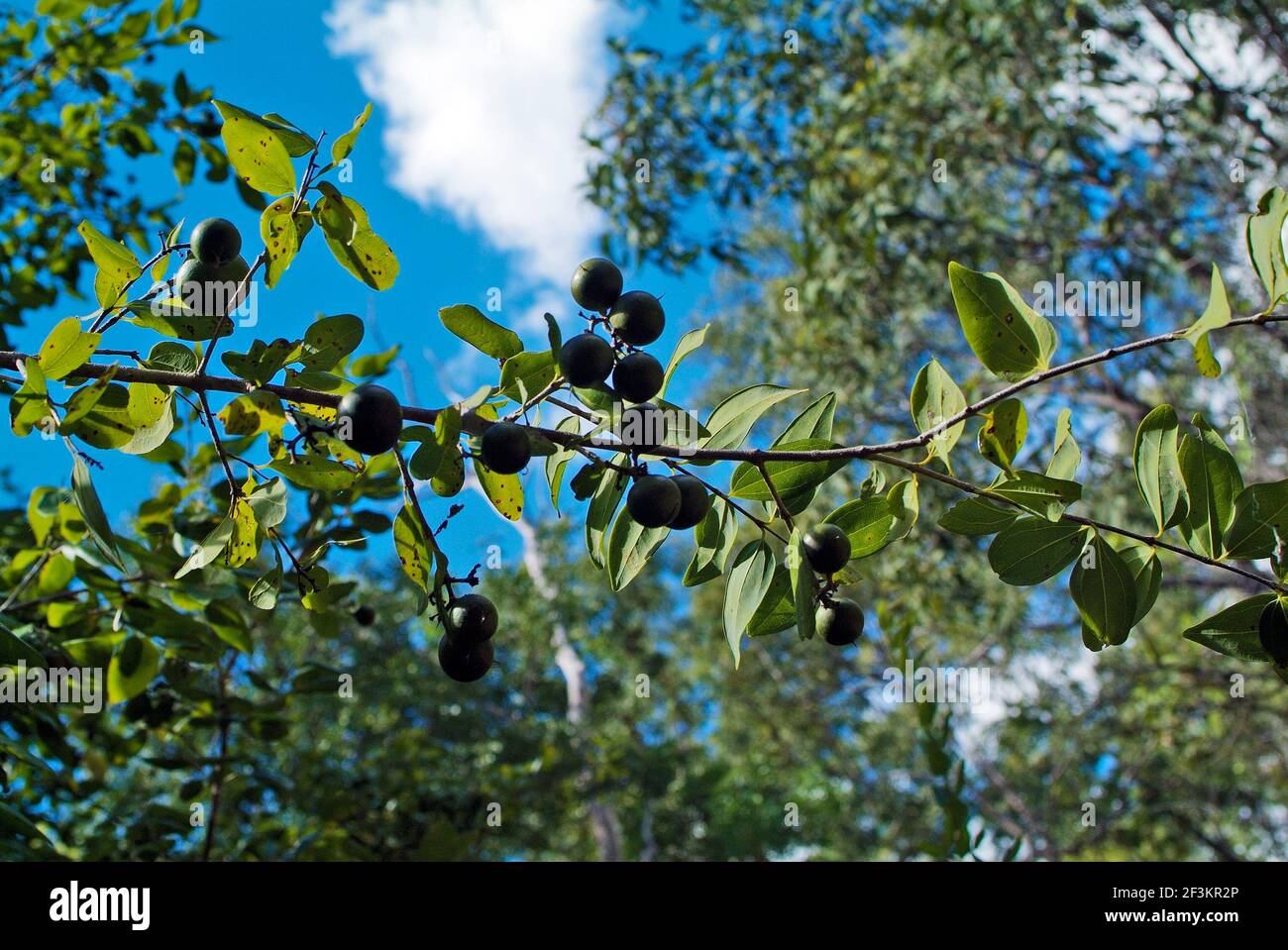 Strychnos hi-res stock photography and images - Alamy