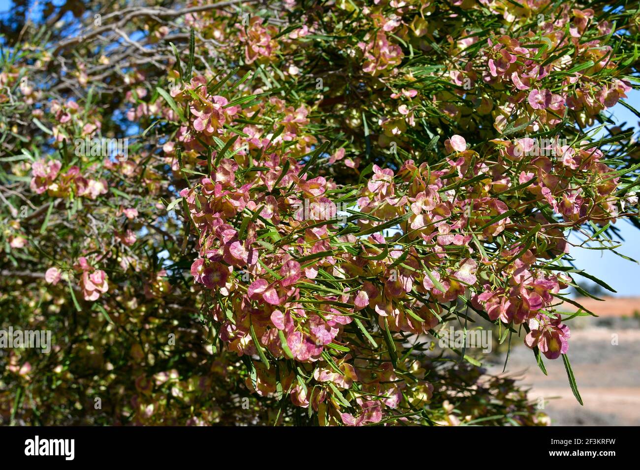 Switch sorrel hi-res stock photography and images - Alamy