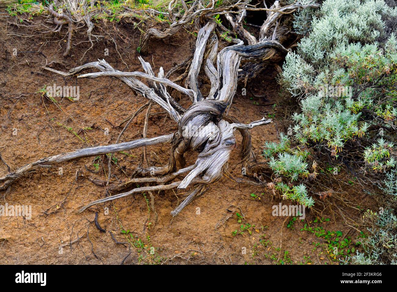 Australia, crooked roots from tree in Port Campbell National Park Stock ...