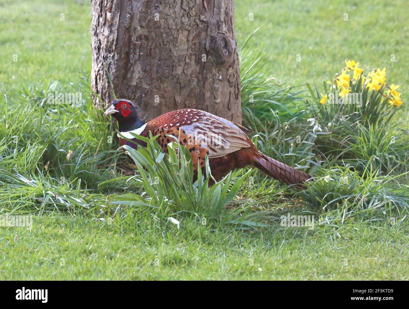 Pheasant in garden Stock Photo - Alamy