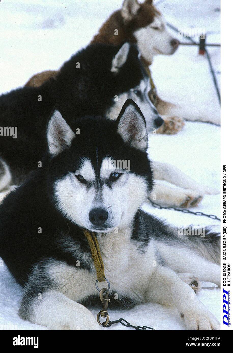 Sui the dog hi-res stock photography and images - Alamy