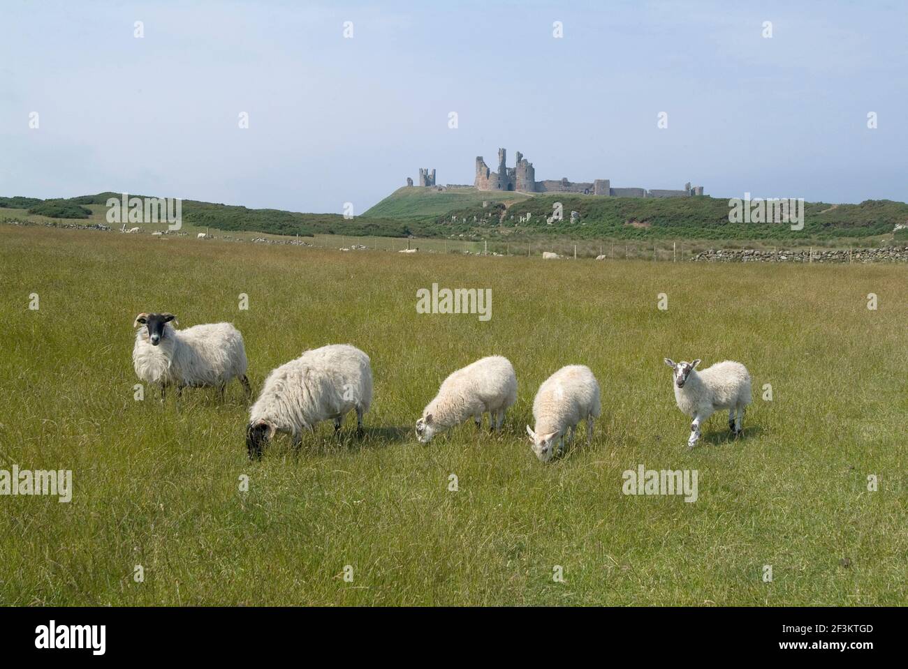 Sheep in a field beneath the ruins of 14th century Dunstanburgh Castle ...