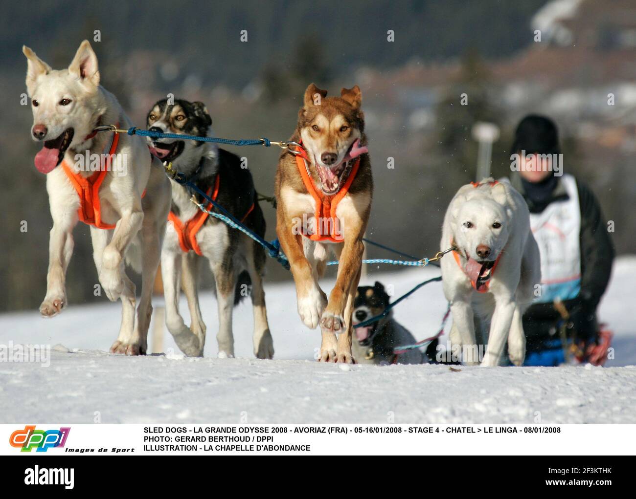 SLED DOGS - LA GRANDE ODYSSE 2008 - AVORIAZ (FRA) - 05-16/01/2008 ...