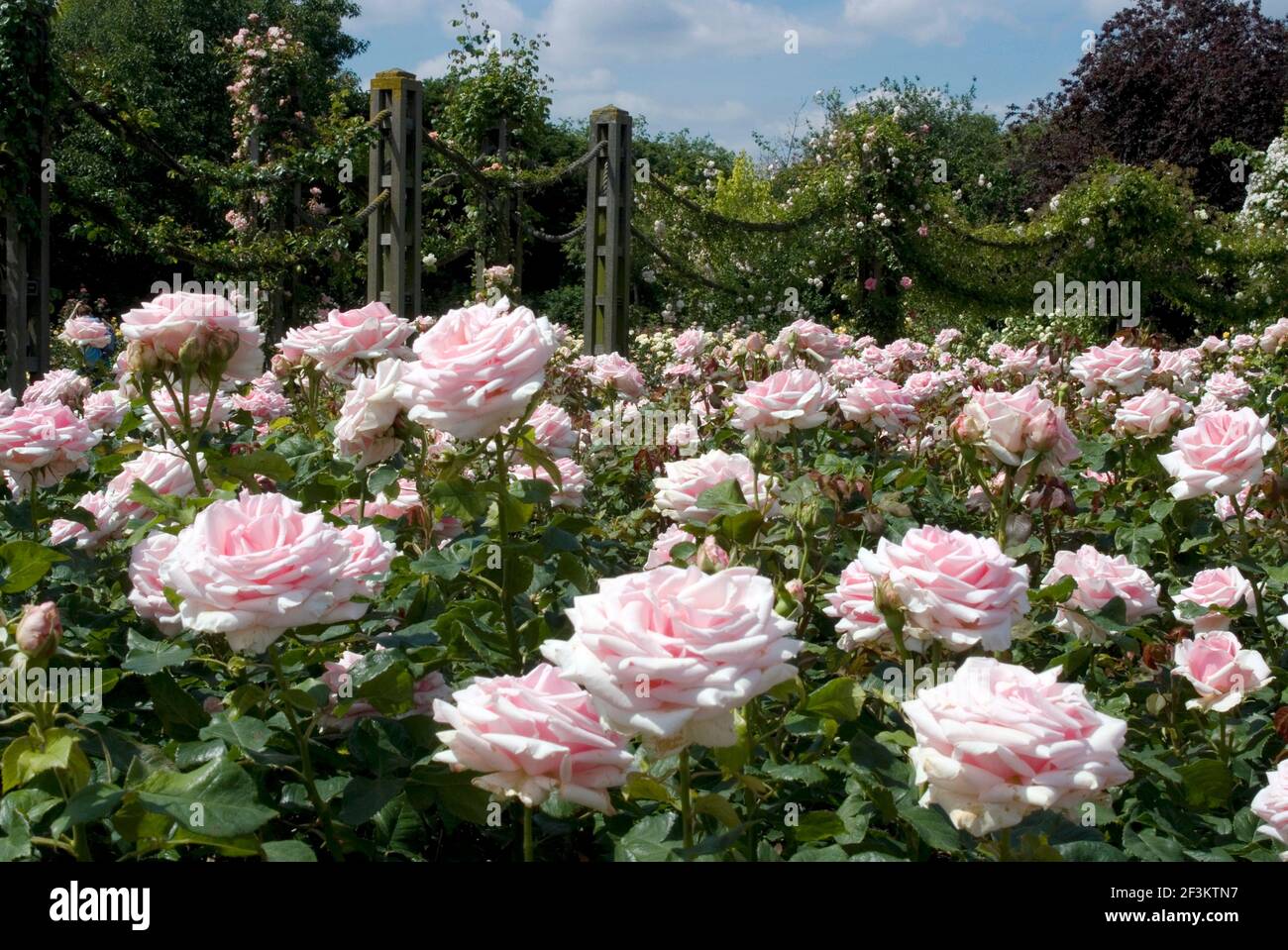 Roses, Queen Mary Gardens, Regent's Park, London NW1, England | NONE ...