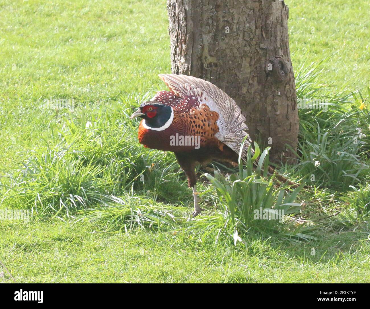 Pheasant wing-stretching in garden Stock Photo - Alamy