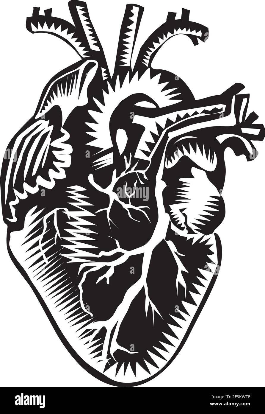 Anatomical Heart Vector