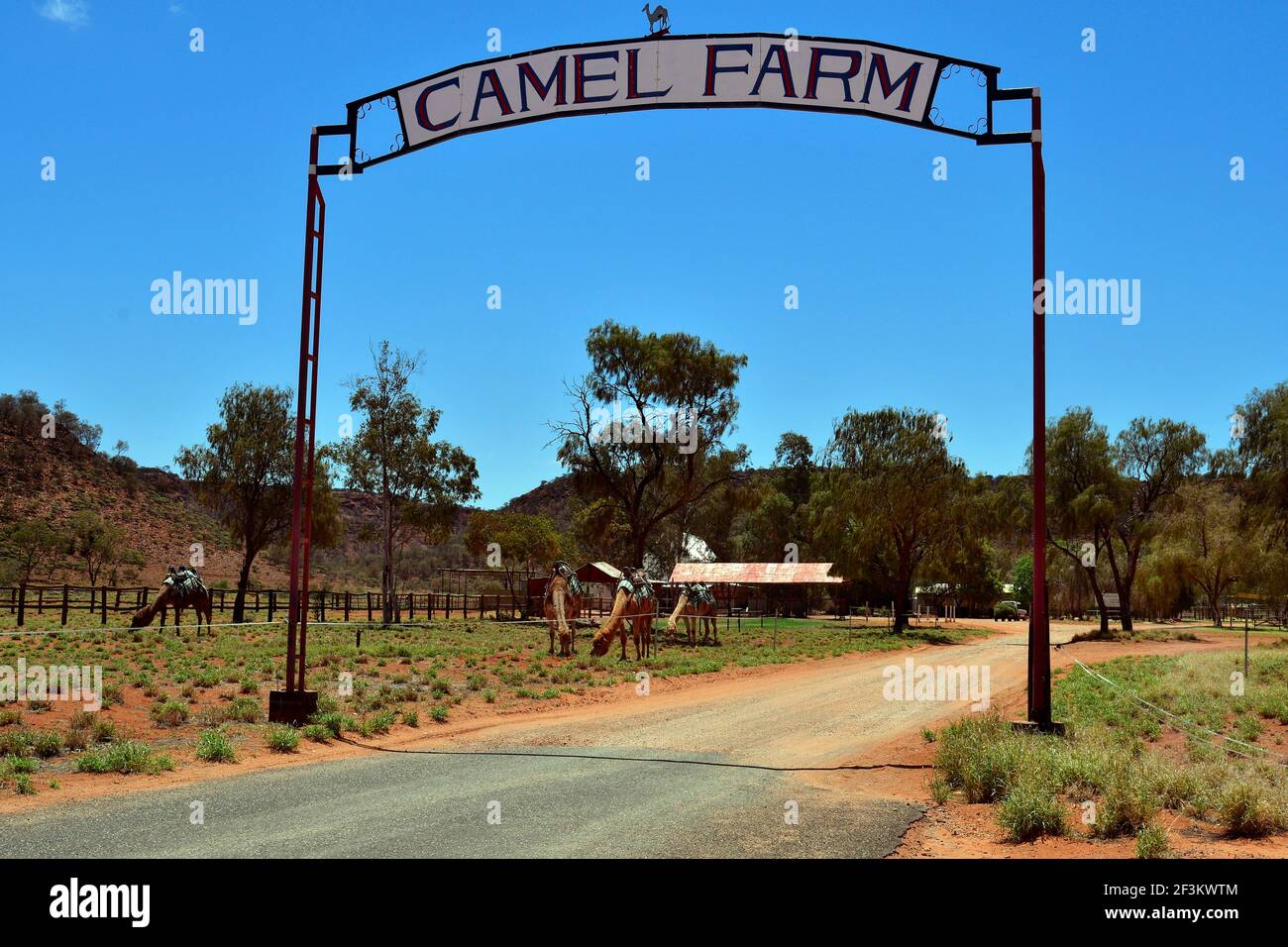 Australia, camel farm in Northern Territory Stock Photo - Alamy