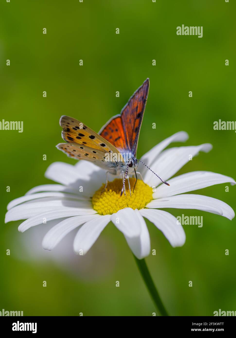 Copper coloured butterfly hi-res stock photography and images - Alamy