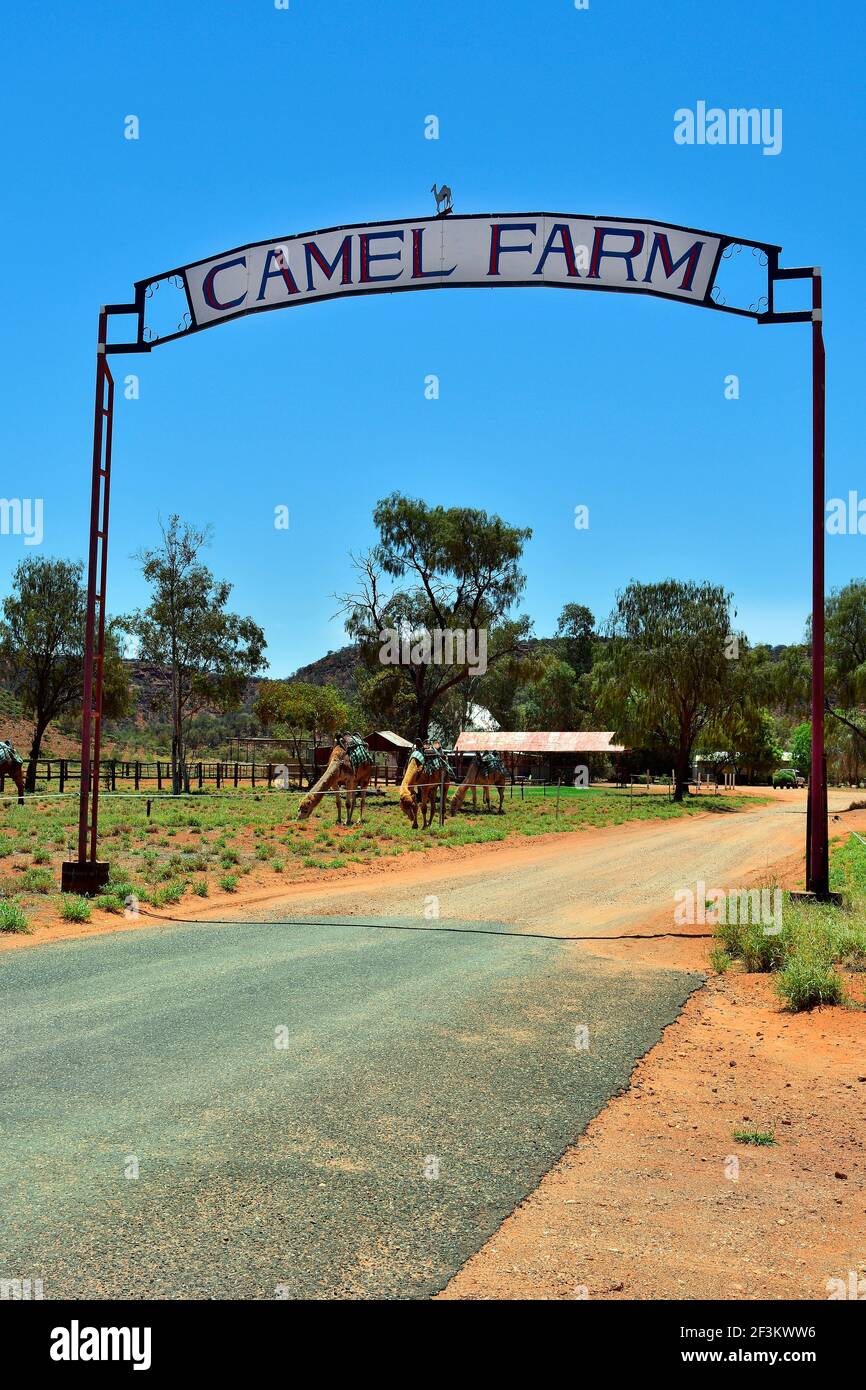 Stuart Well, NT, Australia - November 15, 2017: Camel farm on Stuart ...