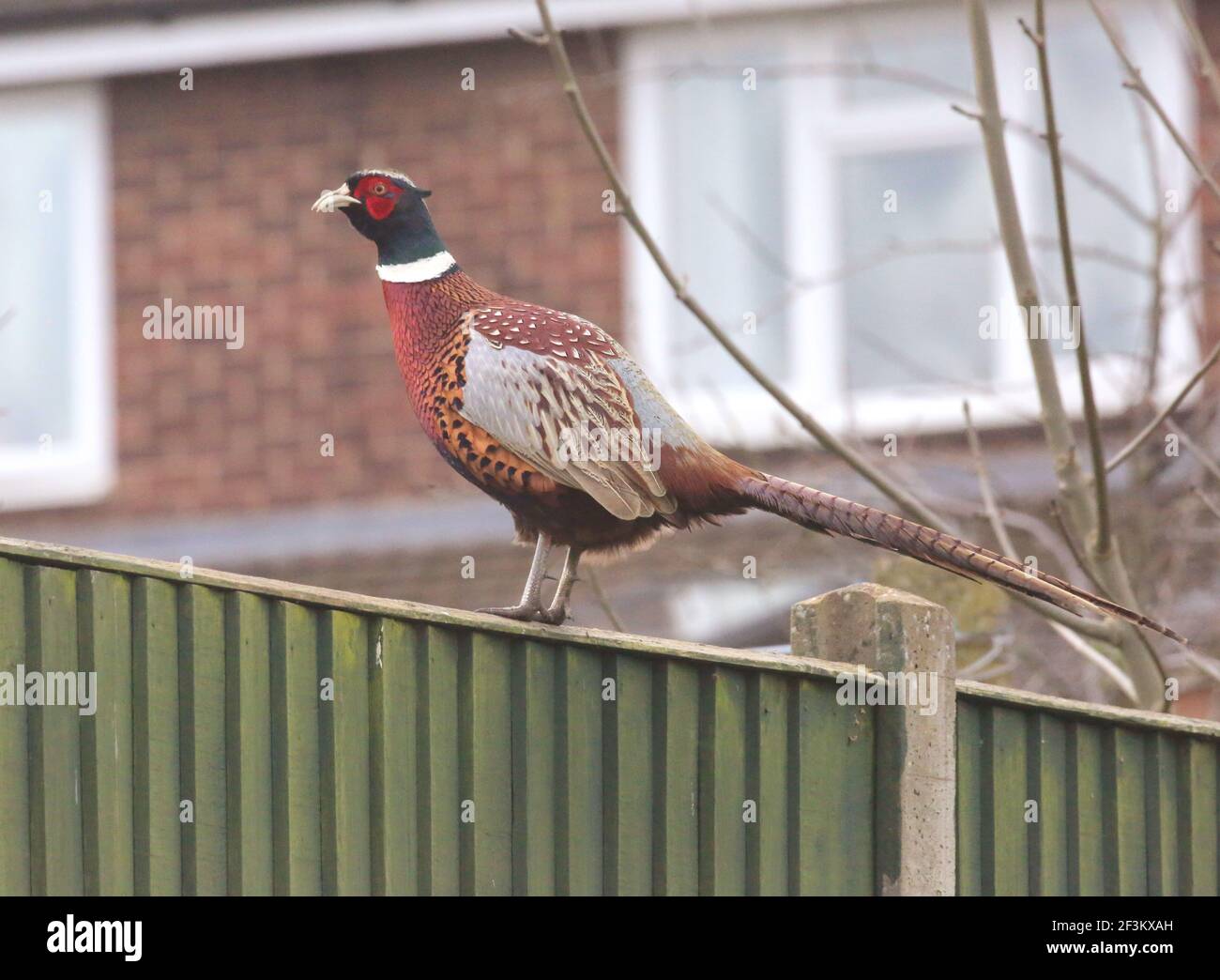 Pheasant on garden fence Stock Photo - Alamy