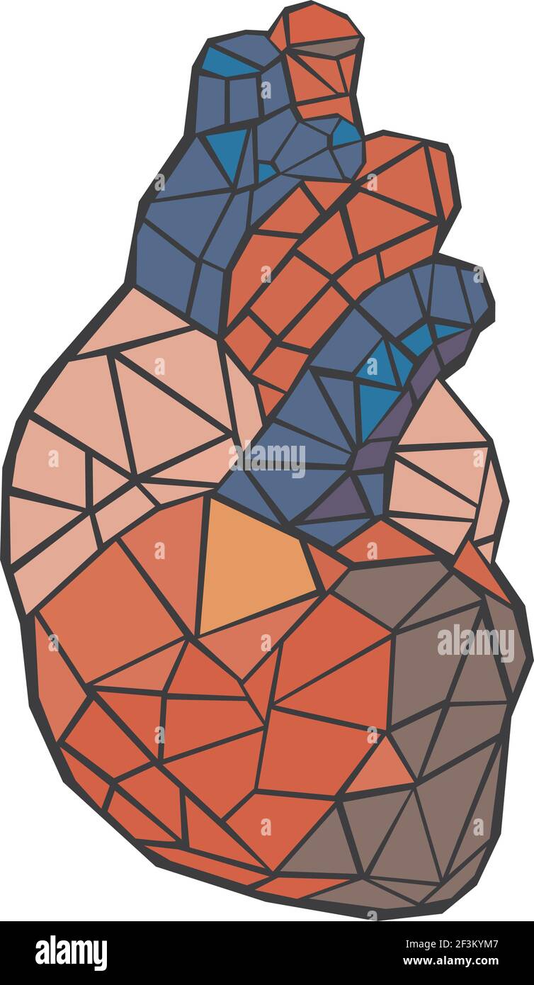 Isolated red human heart vector illustration on white background Stock ...