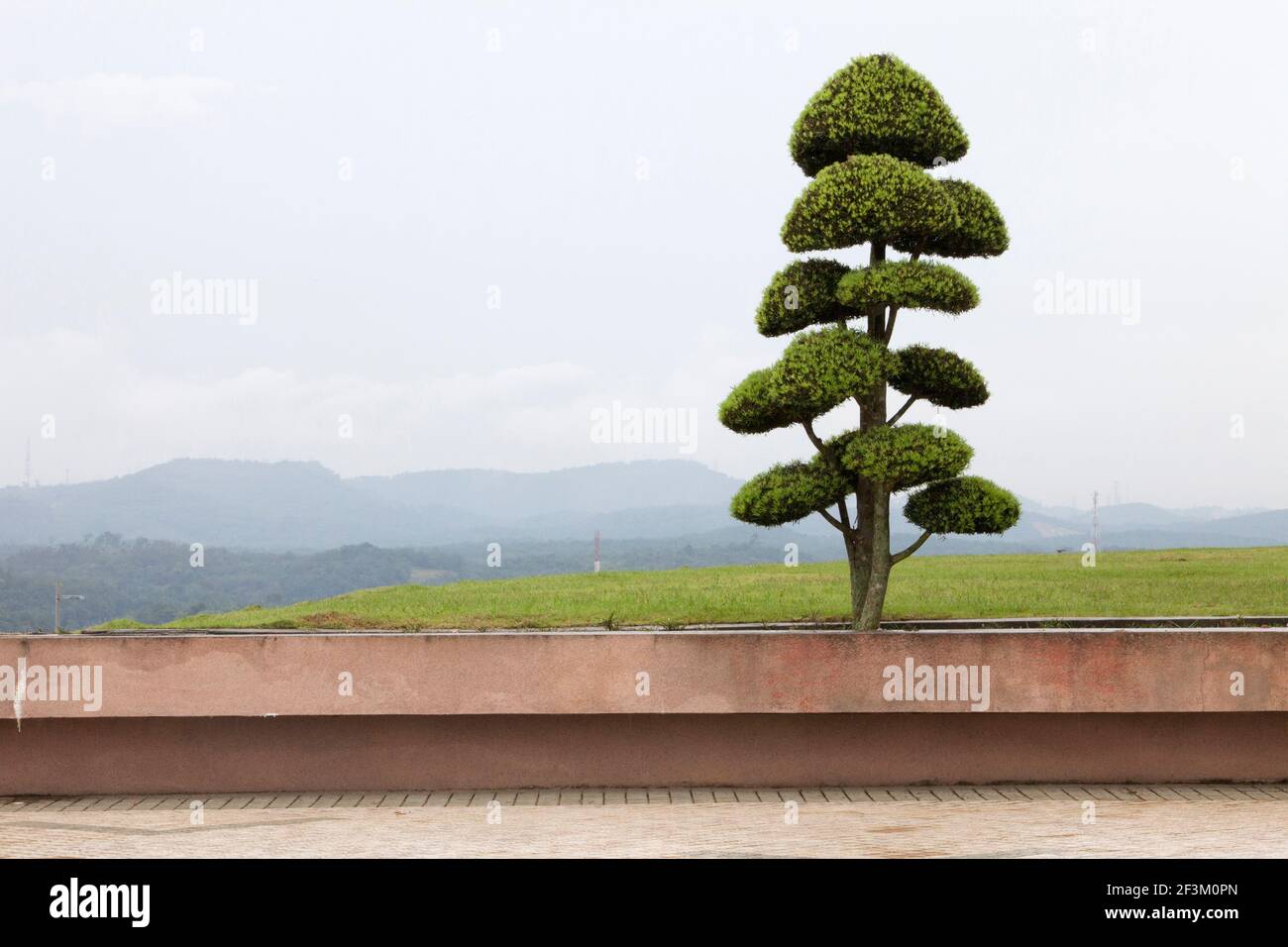 A manicured tree sits atop a hill in the planned city of Putrajaya. The ...
